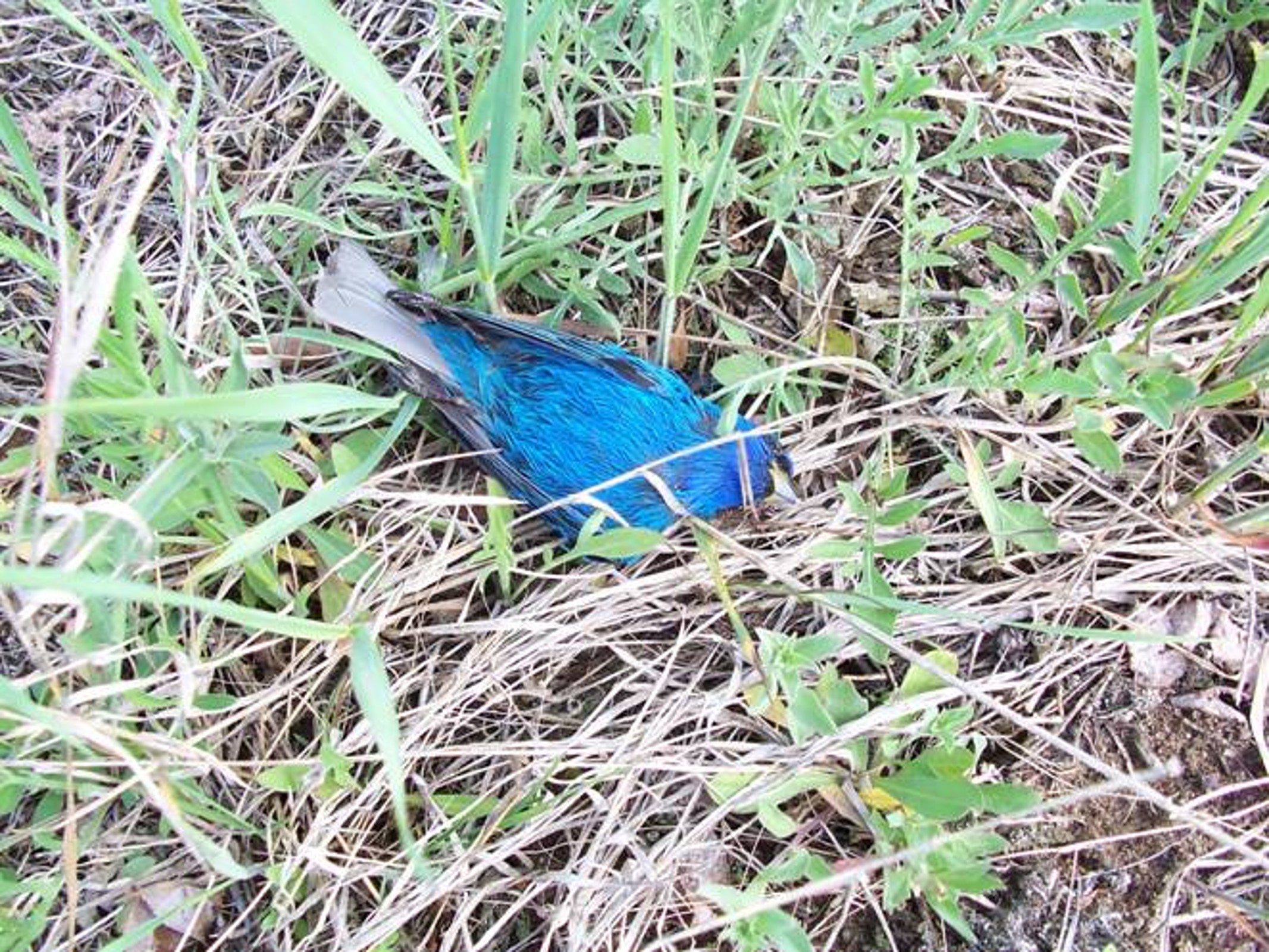 dead indigo bunting | FWS.gov